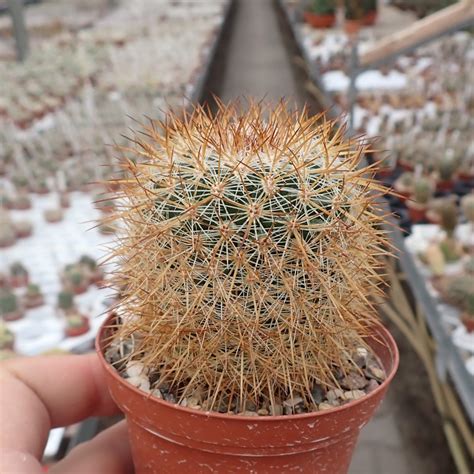 Mammillaria discolor v. longispina - Uhlig Kakteen - Über 5000 ...