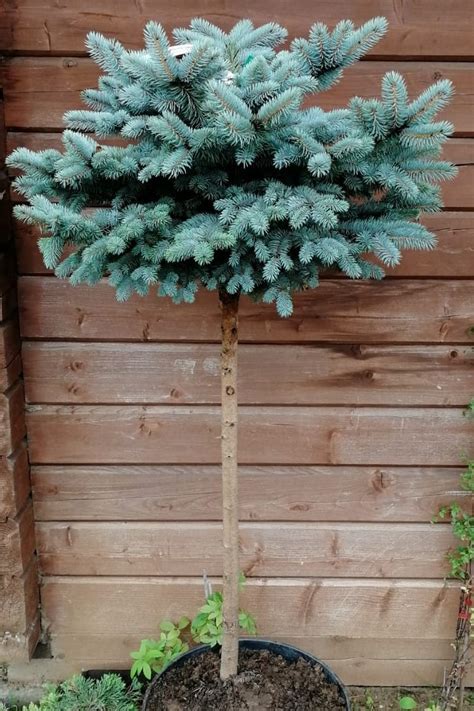 Купить оптом Ель колючая Glauca Globosa (Глаука Глобоза) на штамбе