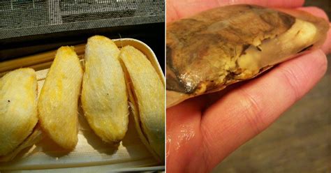 Как вырастить манго из косточки - Со Вкусом