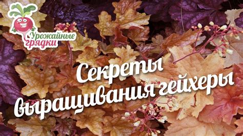 Секреты выращивания гейхеры #urozhainye_gryadki - YouTube