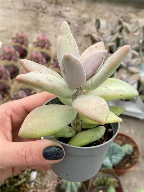 22 Best Types of Pachyphytum - Succulent Garden Web