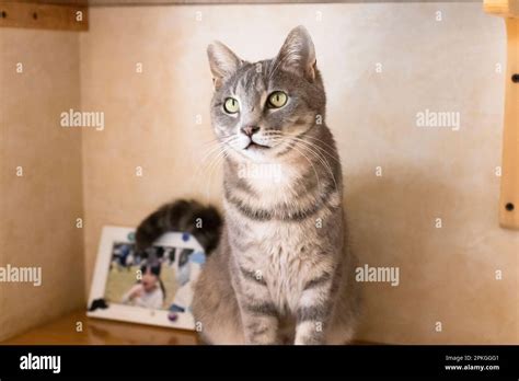 Breeding cat hi-res stock photography and images - Alamy