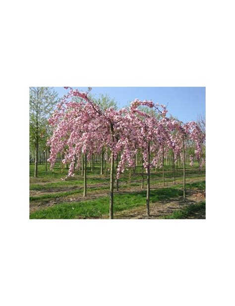 Wiśnia piłkowana Kiku shidare zakura -Prunus