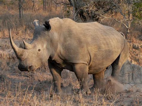 Белый носорог (Ceratotherium simum): особенности, образ жизни ...