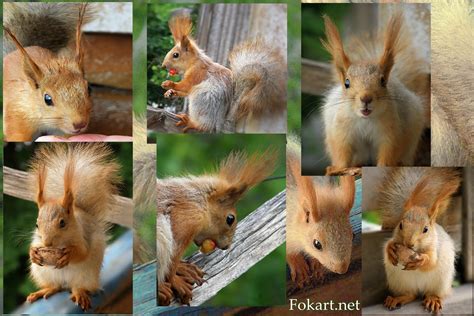 Бельчонок малыш — Fokart.net