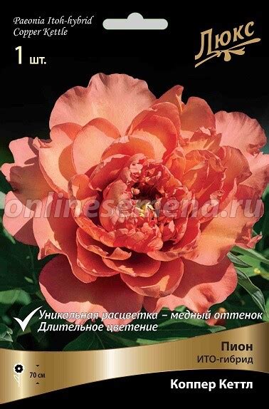Пионы Ито-гибрид Коппер Кеттл (2-3 почки) из каталога Пионы – купить с ...