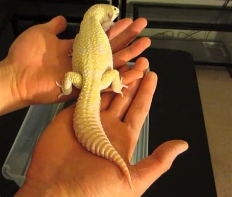 Giant Leopard Gecko Morph: A Guide to Care, Size, and Traits – Reptile Breeds