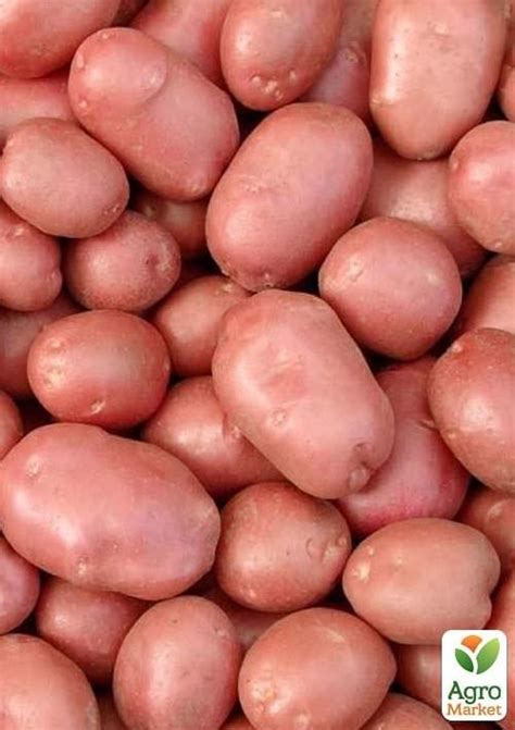 Семенной ранний картофель "Добродар" (на варку, 1 репродукция) купить ...