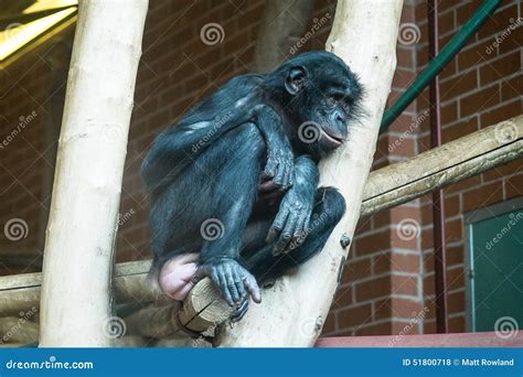 Bonobo photo stock. Image du adulte, chimpanzé, femelle - 51800718