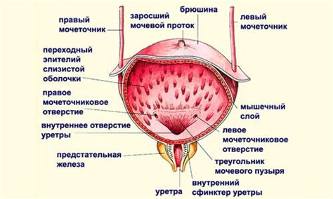 Постановка, замена и уход за катетером Фолея. - Блог mystoma.ru