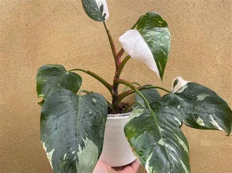 Philodendron White Princess Gondozása - Kertszepites.com