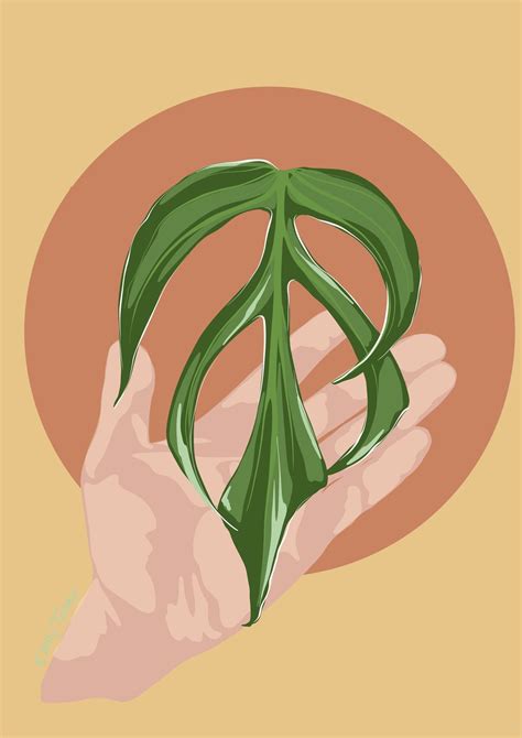 Monstera Burle Marx Flame - - Etsy