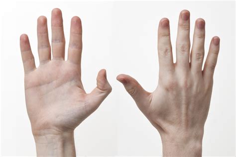 Hand - Simple English Wikipedia, the free encyclopedia
