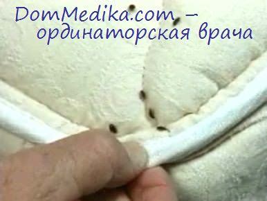 Значение клопов. Опасность клопов для человека