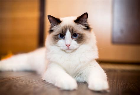 8 Kucing Terbesar di Dunia yang Mengagumkan dan Unik