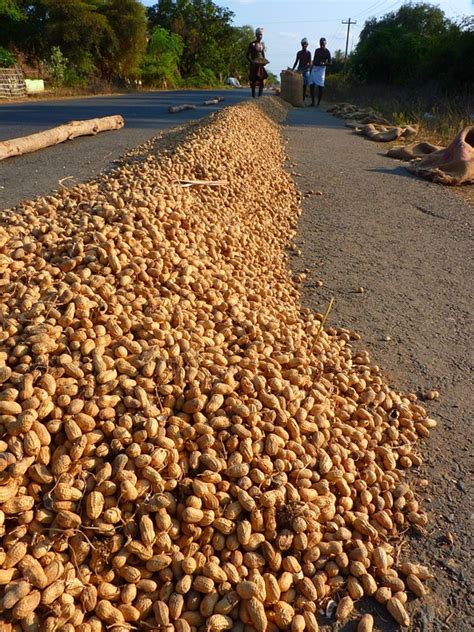 Peanut Peanuts - Free photo on Pixabay