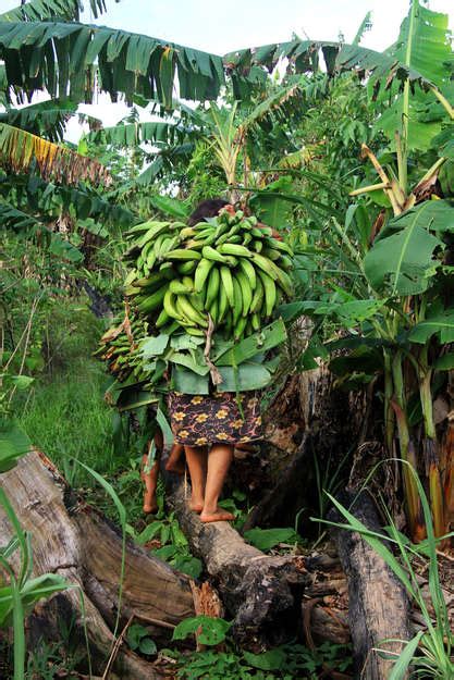 The Matsés - Survival International