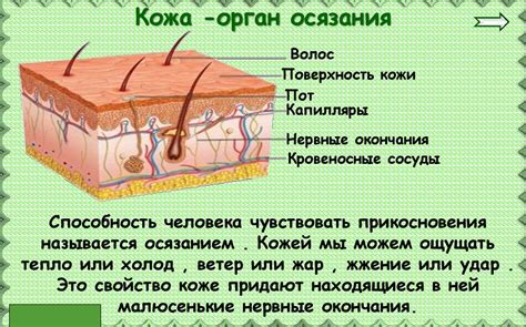 Органы чувств. 3 класс - презентация онлайн