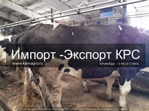 Продажа КРС живым весом Мы занимаемся продажей племенных и товарных ...