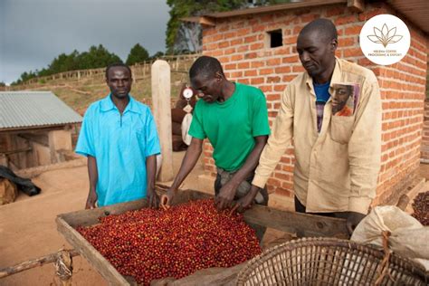 Burundi Coffee Overview - Helena Coffee Vietnam