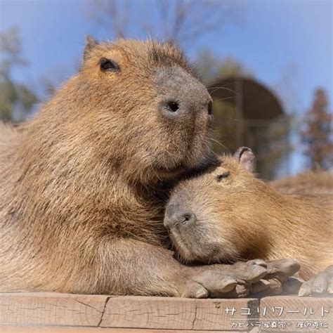 Капибара | Capybara