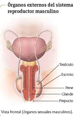 EL APARATO REPRODUCTOR MASCULINO