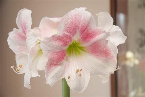 Rosy Star Amaryllis Bulbs | Wholesale Pricing | Colorblends®