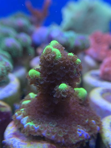 Montipora Superman - CommunityCorals