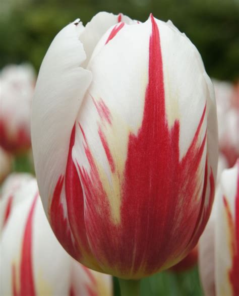 Carnaval De Rio | Onings Holland Flowerbulbs