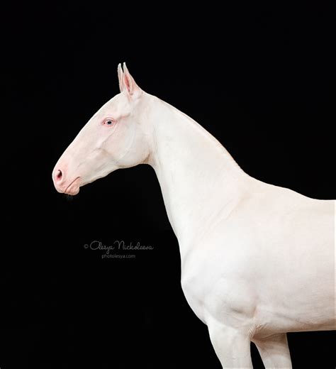 Заира - Избранные фотографии - фотографии - equestrian.ru