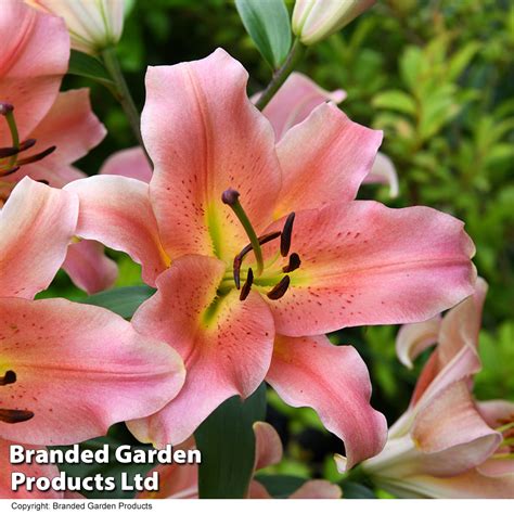 Lily 'Zelmira' | Thompson & Morgan