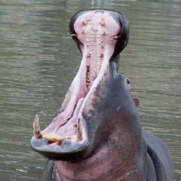 10 amazing facts about hippos – YourBotswana
