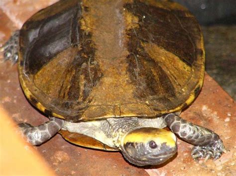 Красноголовая плоская черепаха | zoo-ekzo.ru - Экзотические животные
