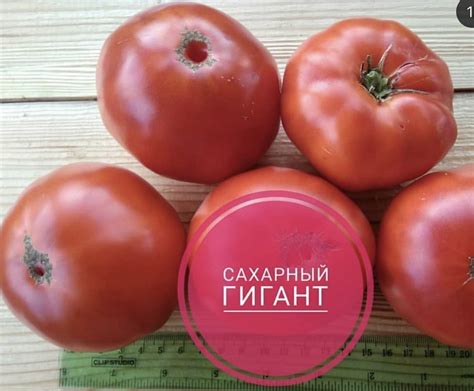 САХАРНЫЙ ГИГАНТ | Томатная Коллекция - Редкие и эксклюзивные семена томатов