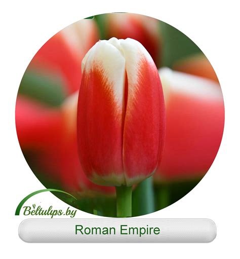 Roman Empire - beltulips