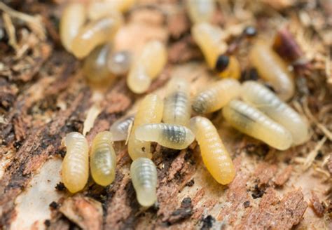 "Larva Bilder – Durchsuchen 148,338 Archivfotos, Vektorgrafiken und ...