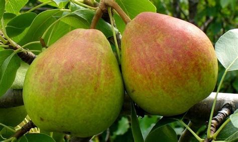 Сколько весит одна груша в среднем