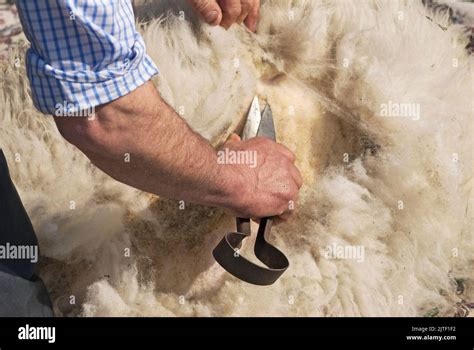 Sheep scissors hi-res stock photography and images - Alamy
