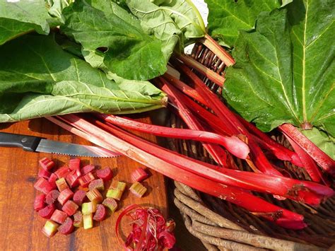 Ревень — вкусные черешки, целебный корень. Описание, особенности ...