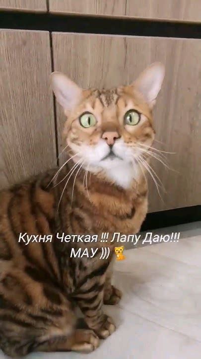 Кухня Шолк Серый - Дуб Галифакс табак #дизайнинтерьера - YouTube