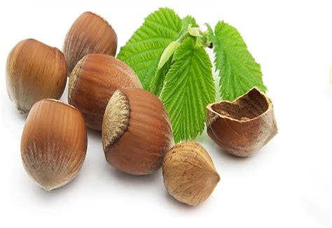 Hazel, Nuts, Closeup, Hazelnut, HD Wallpaper | Rare Gallery