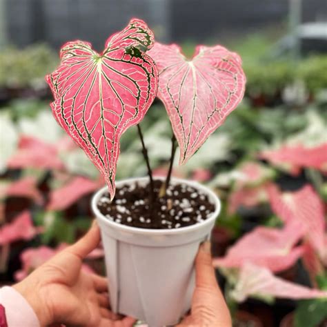 Caladium ' Pink Symphony ' ( Caladium bicolor ) for Sale | My Home Nature