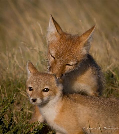 Лисёнок (лисята) :: fox :: Лиса :: animals :: Американский корсак ...
