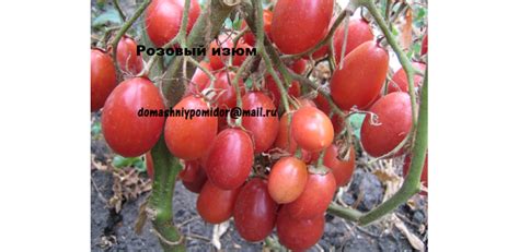 Розовый изюм