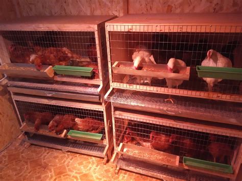 Купить куры-несушки - Куры молодки по низким ценам от птицефабрики 🐔 ...