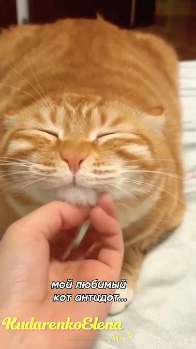 БЕЗ КОТА ЖИЗНЬ НЕ ТА)! - YouTube