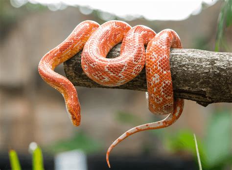 Top 15 Easiest Pet Snakes For Beginners - More Reptiles