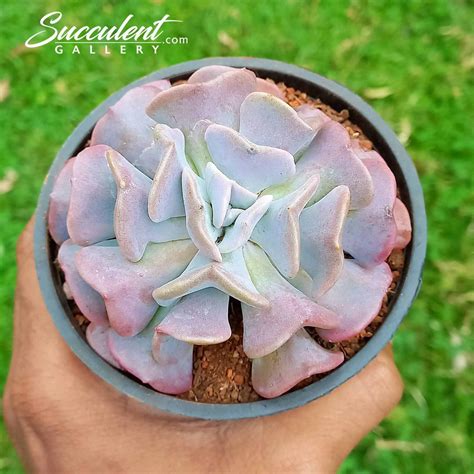 Echeveria Cubic Frost - Succulent Gallery