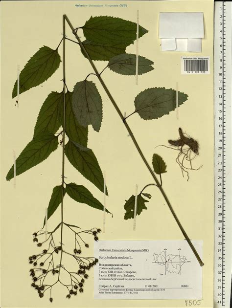 MW0502735, Scrophularia nodosa (Норичник узловатый, Норичник шишковатый ...