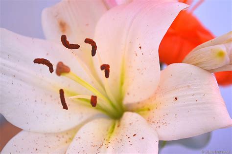 Flori * Flores * Flowers – Irina Isacescu ♥ photos Blog
